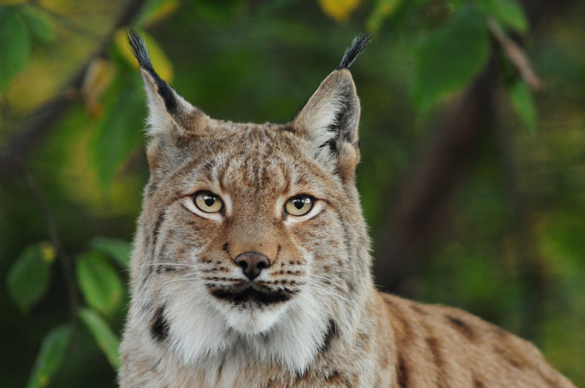 Luchs im Nationalpark Kalkalpen | LUCHS-TRAIL Luchs im Nationalpark Kalkalpen | LUCHS-TRAIL